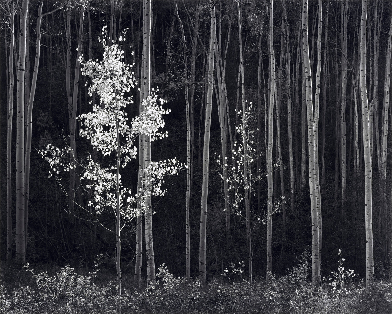 Explore Photos – The Ansel Adams Gallery
