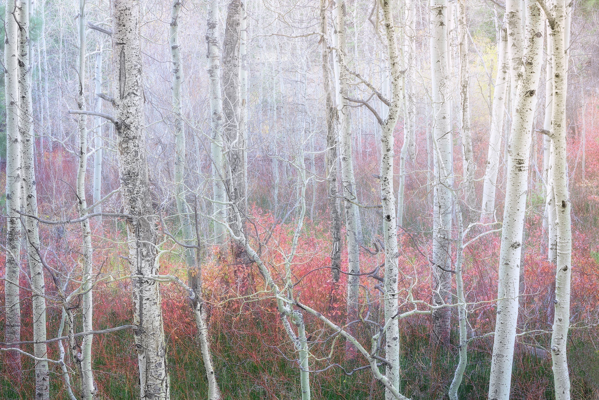 Michael Frye – The Ansel Adams Gallery