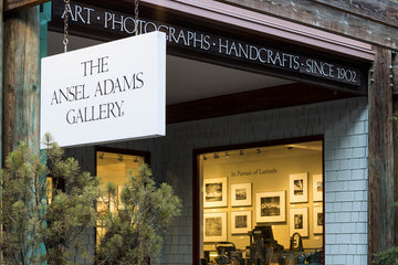 Oak Tree, Snow Storm – The Ansel Adams Gallery