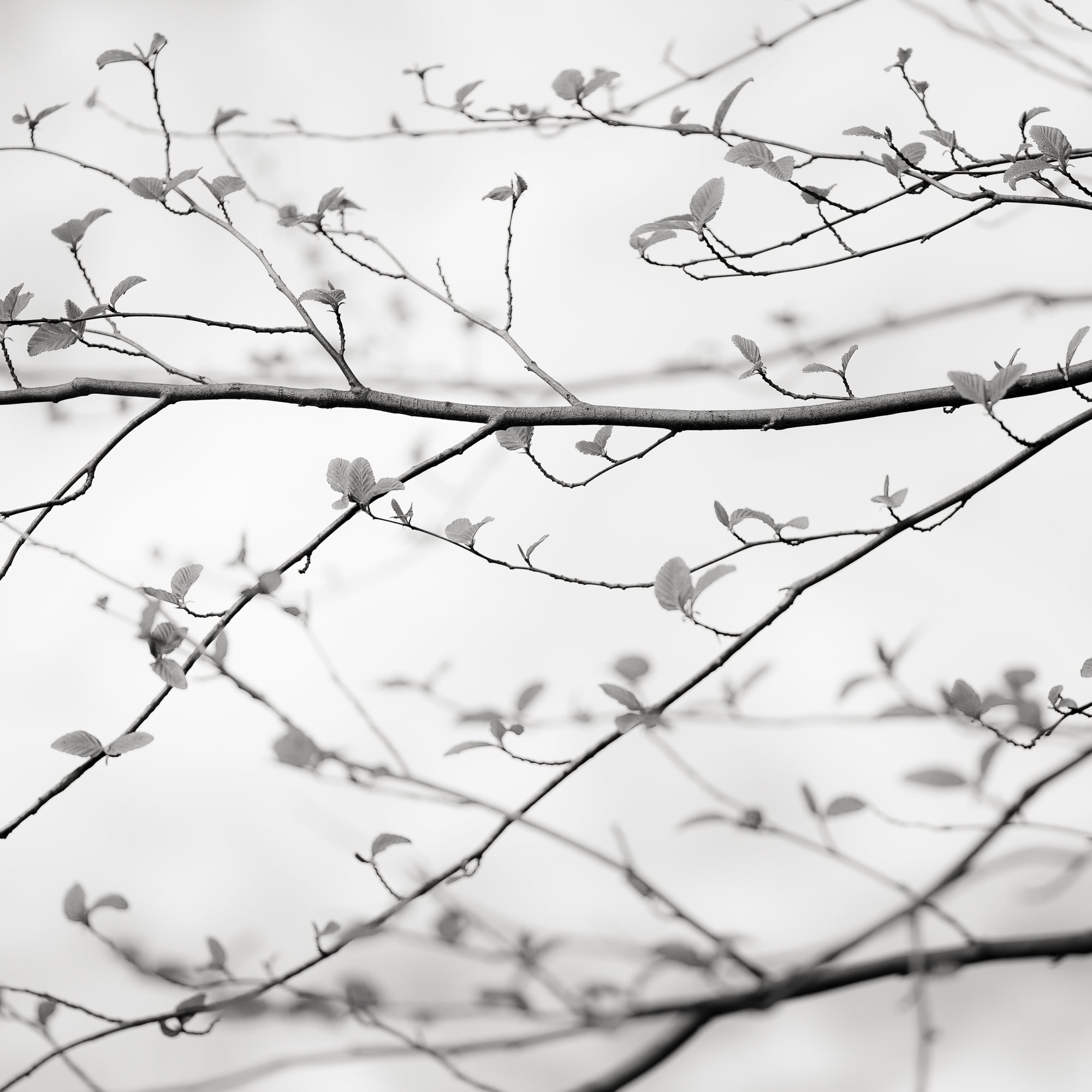 Branch Detail, Yosemite, California, 2019 by Jeffrey Conley – The Ansel ...