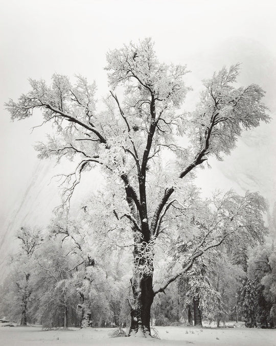 Oak Tree, Snow Storm – The Ansel Adams Gallery