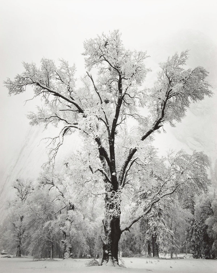 Oak Tree, Snow Storm – The Ansel Adams Gallery