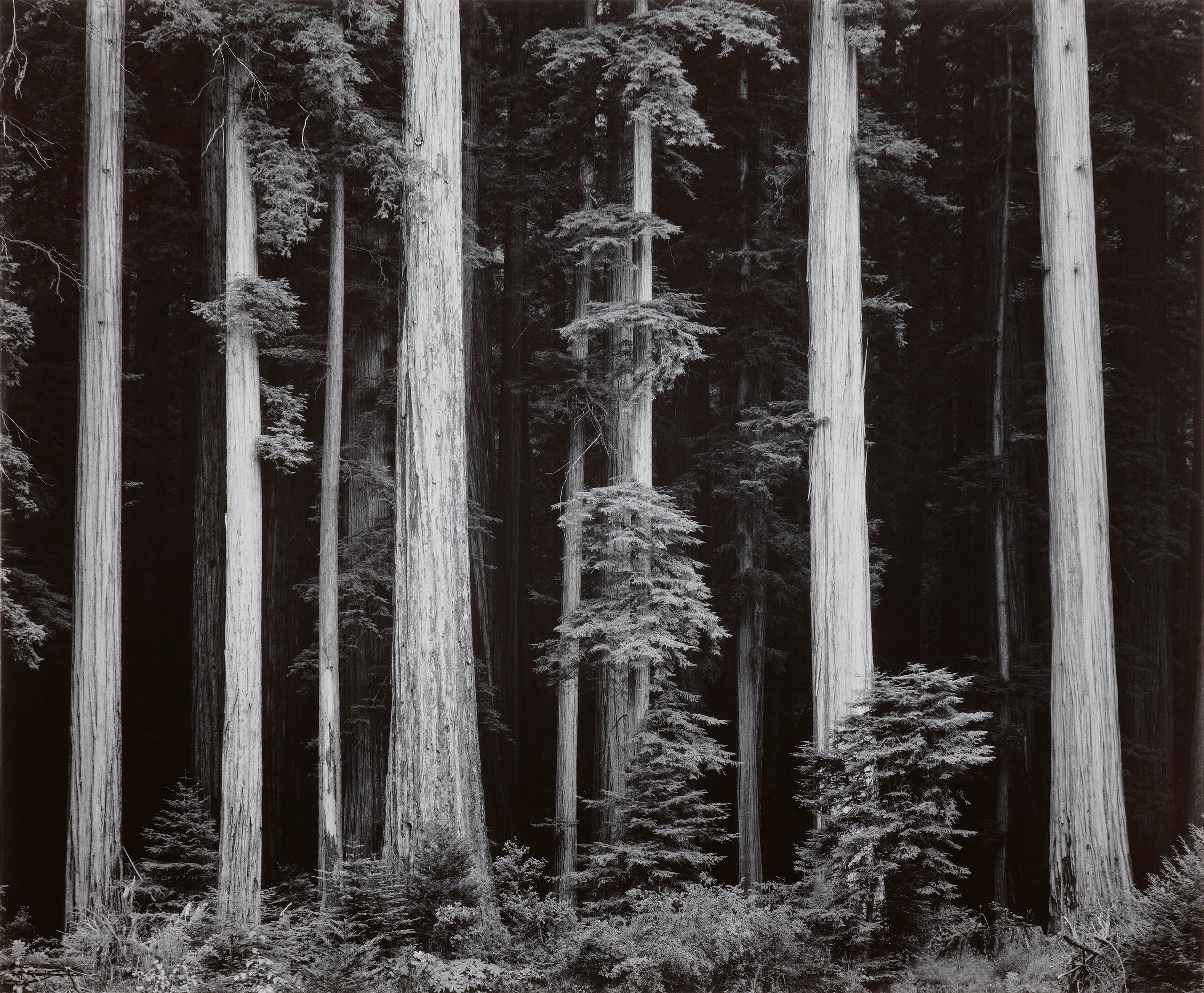 Shop Redwoods, Bull Creek Flat by Ansel Adams – The Ansel Adams Gallery