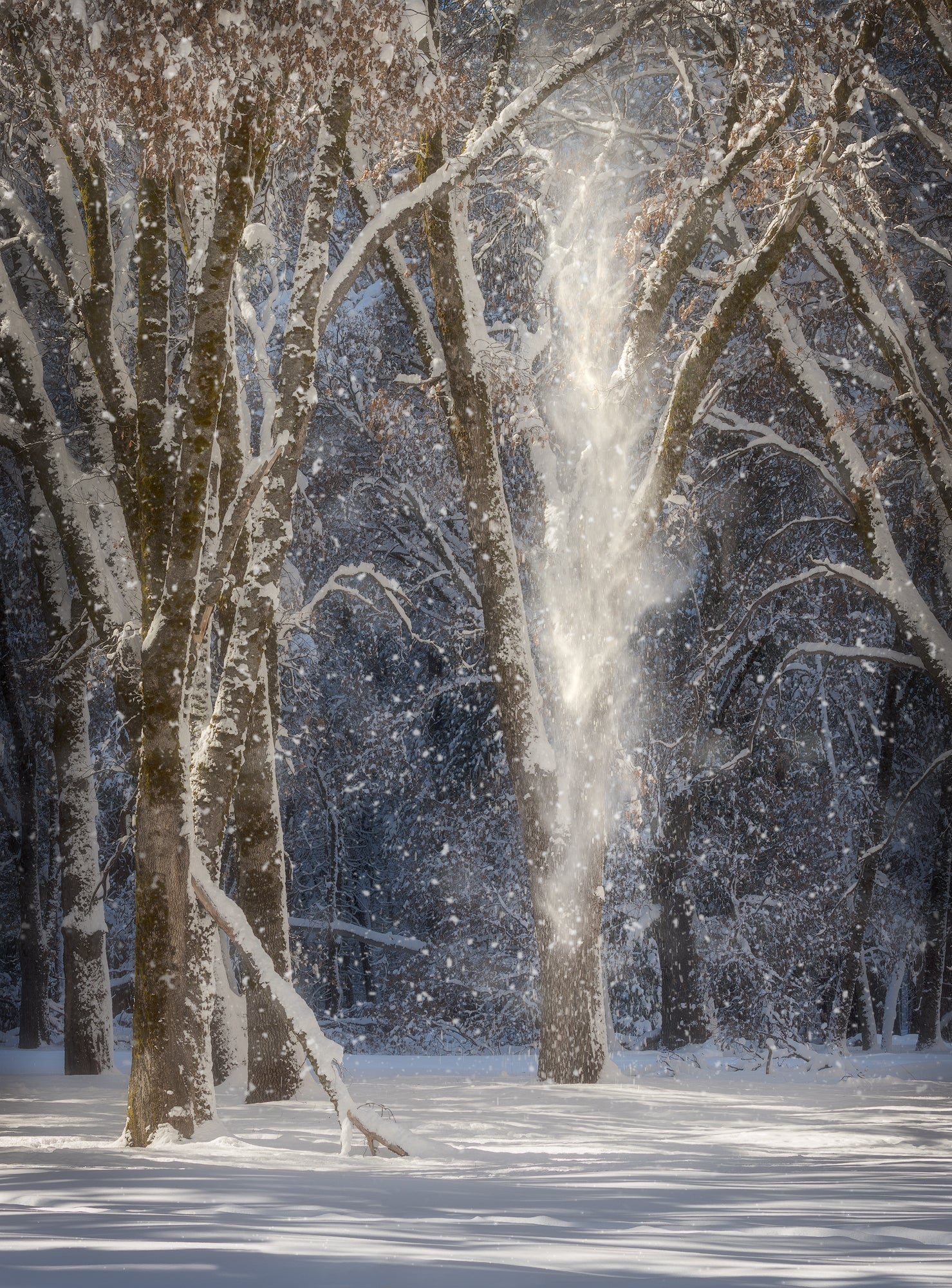 Snow Spirits by Charlotte Gibb – The Ansel Adams Gallery