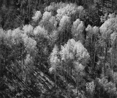Aspens, Autumn, Utah 1999 by Anne Larsen – The Ansel Adams Gallery
