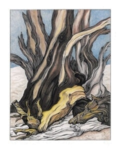 Bristlecone Pine Rhythm by Della Taylor Hoss – The Ansel Adams Gallery