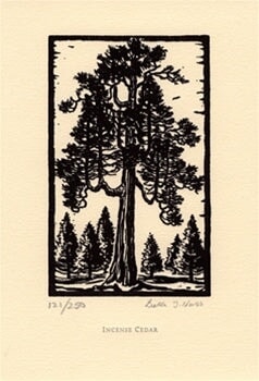 Incense Cedar by Della Taylor Hoss – The Ansel Adams Gallery